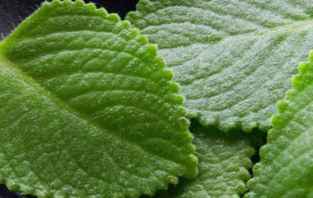 Oregano: The Golden Herb for Eye Health – HEALTH AND TIPS